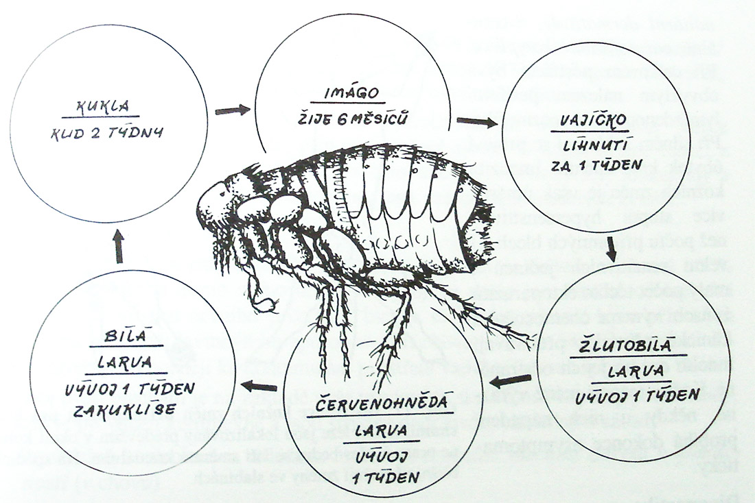 To je blecha psí… – VETERINA KLADNO