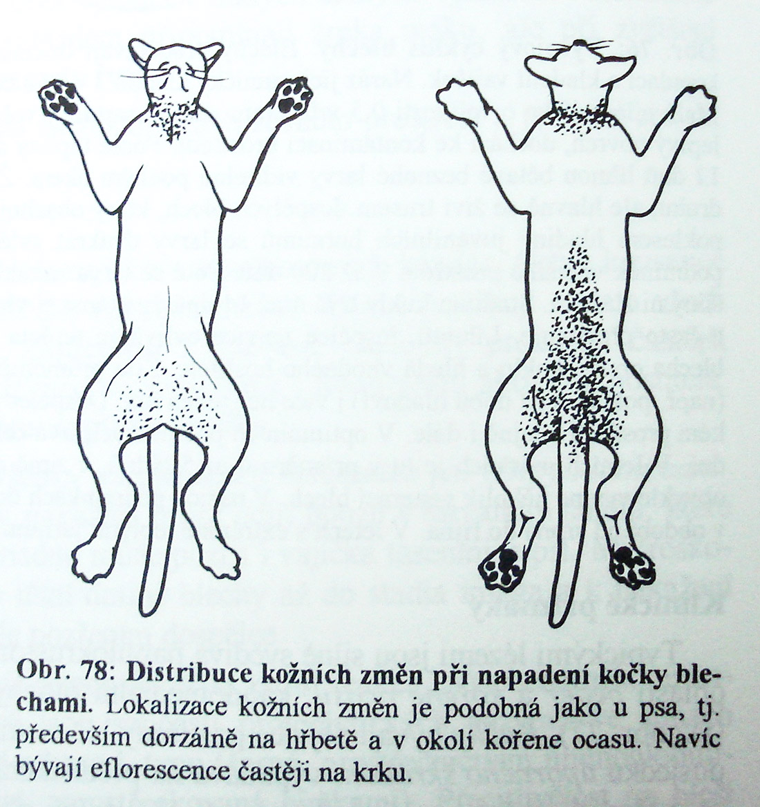 To je blecha psí… – VETERINA KLADNO