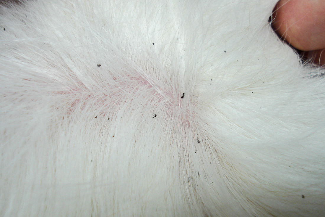 To je blecha psí… – VETERINA KLADNO