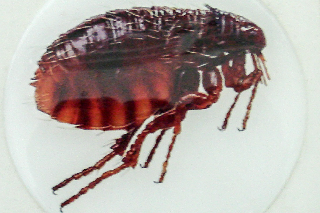 To je blecha psí… – VETERINA KLADNO